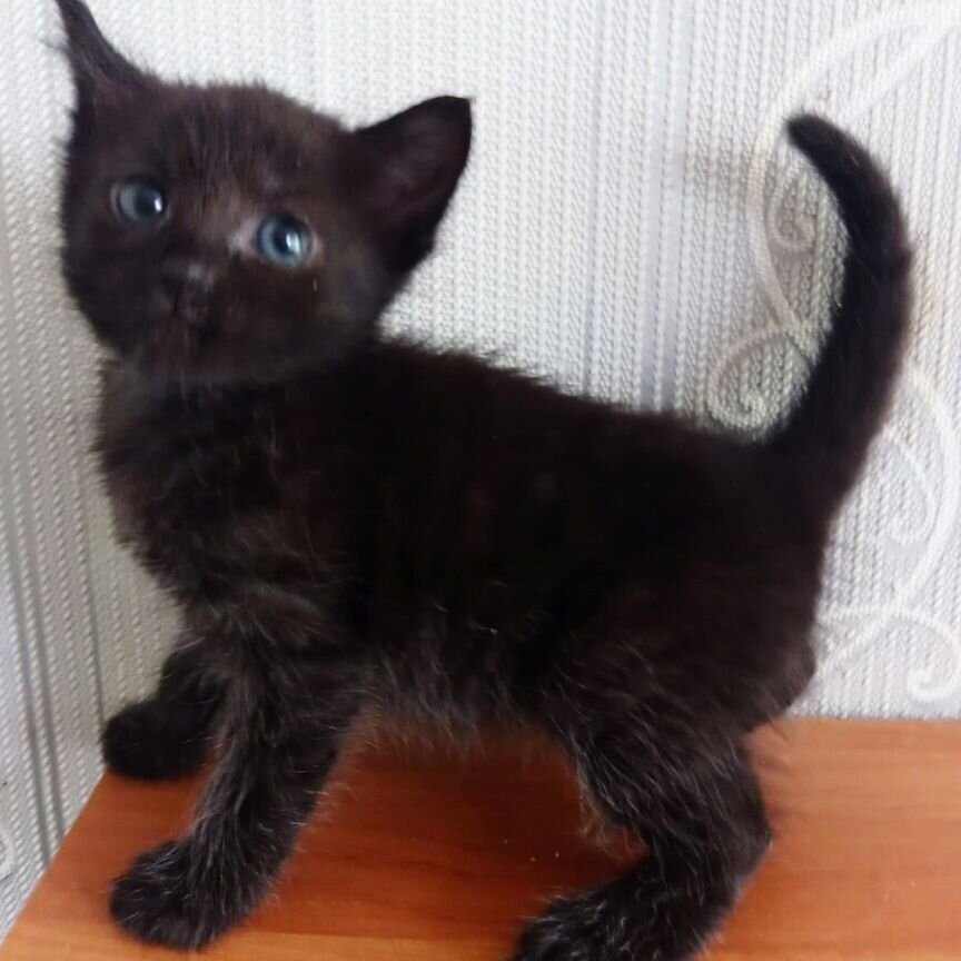 Котенок черный сладкая девочка