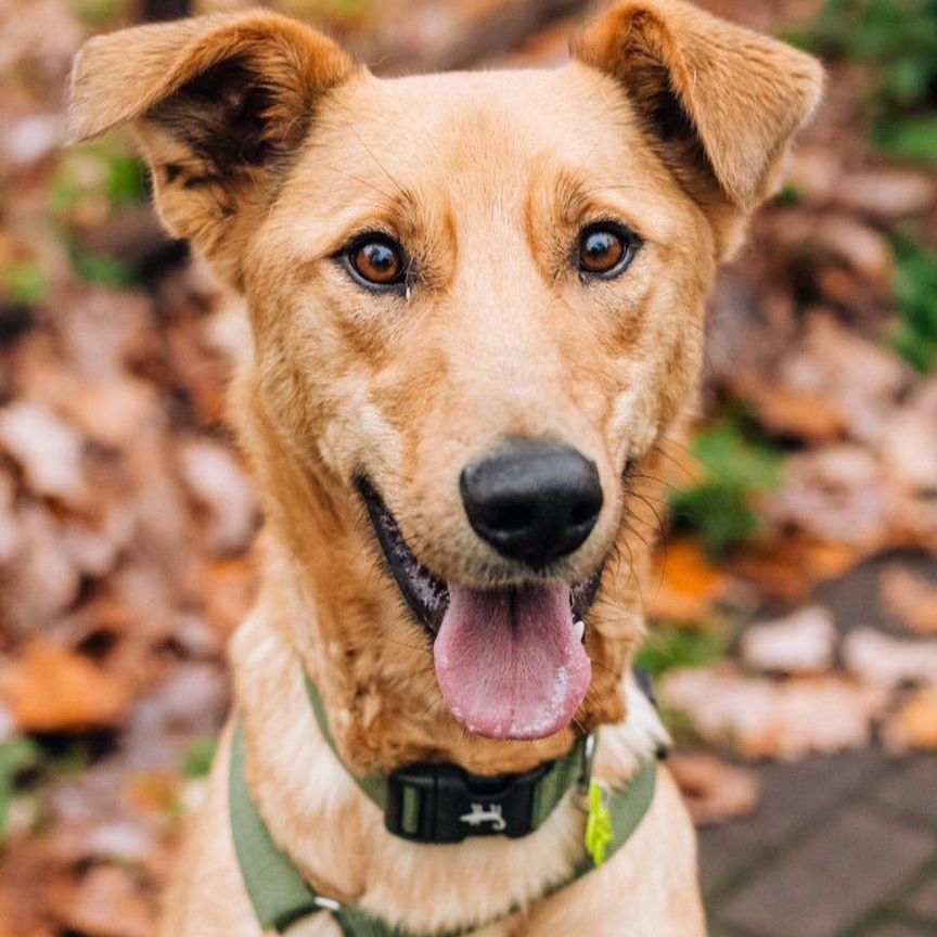 Взрослая собака в добрые руки