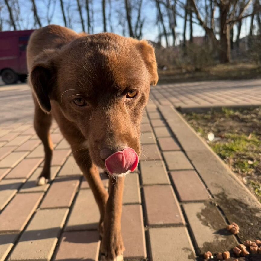Маленький песик в добрые руки