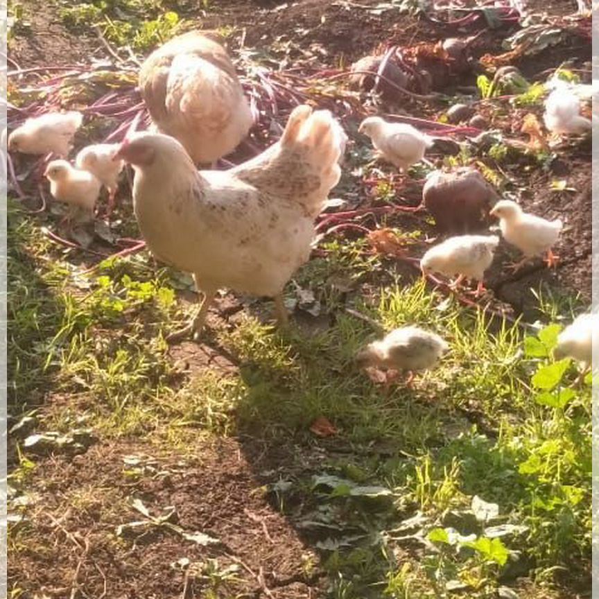 Наседка с цыплятами