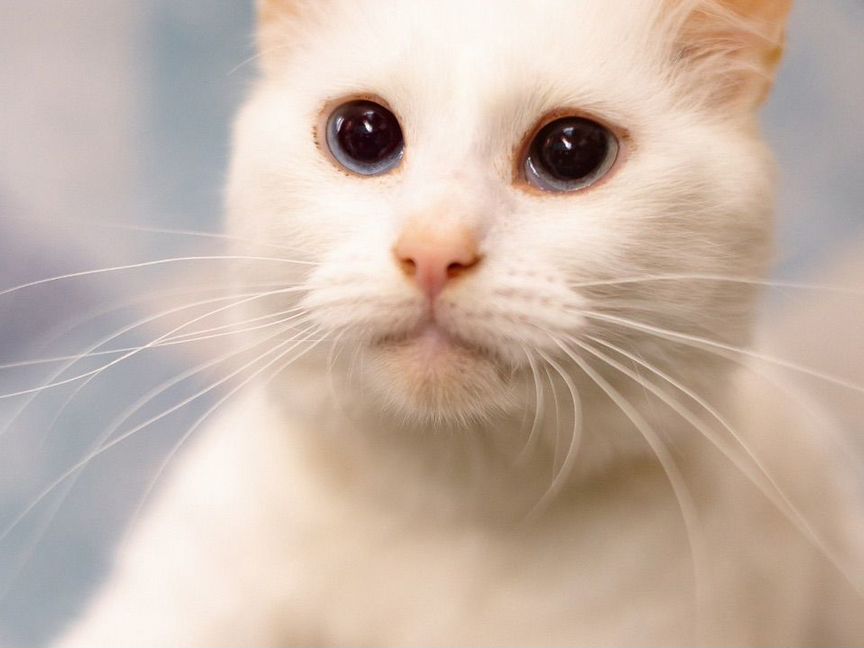 Нежная белая кошечка
