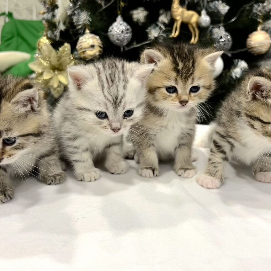 Шотландский прямоухий короткошёрстный котёнок