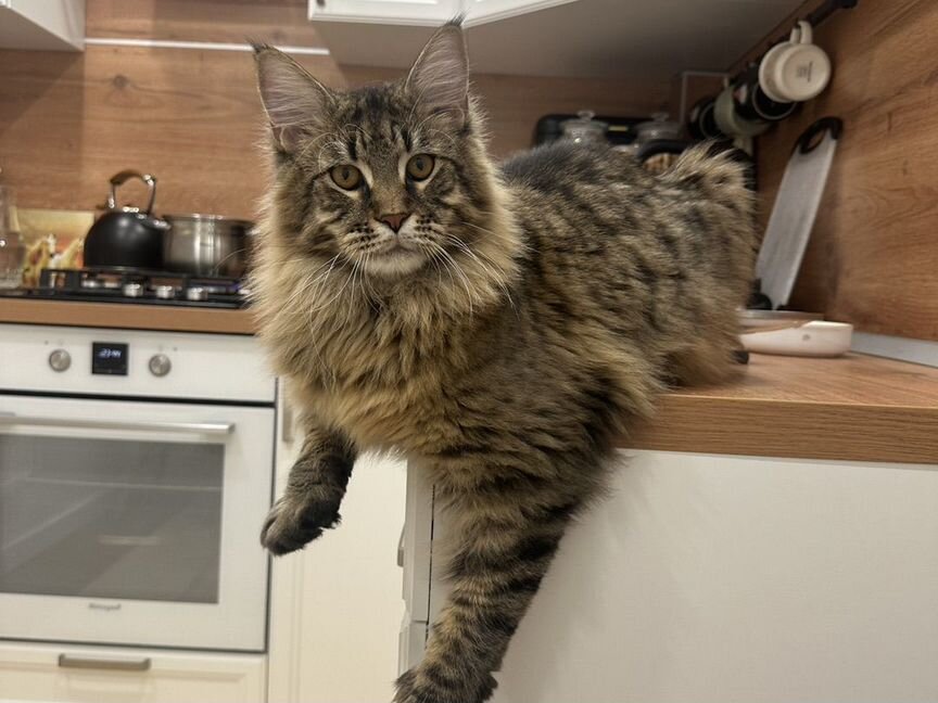 Котик мейн-кун (1 год) в добрые руки