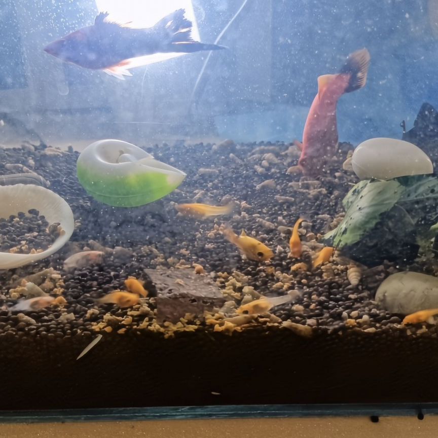 Малек моллинезии