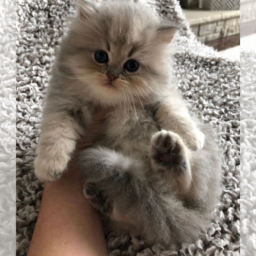 Британские котята