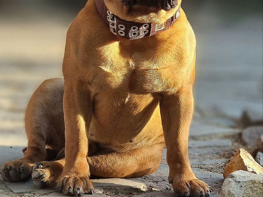 Вязка собак