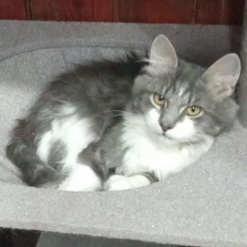 Супер ласковый котенок