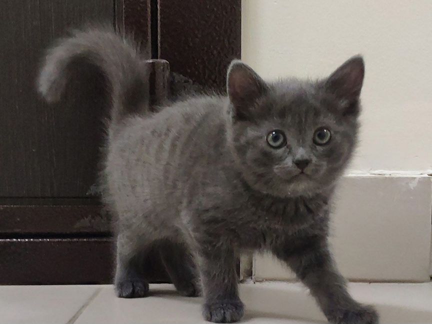 Котята 1.8 месяца серые 3 девочки 2 мальчика