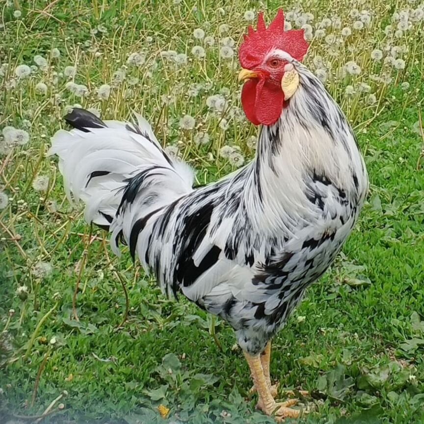 Молодые петухи на племя