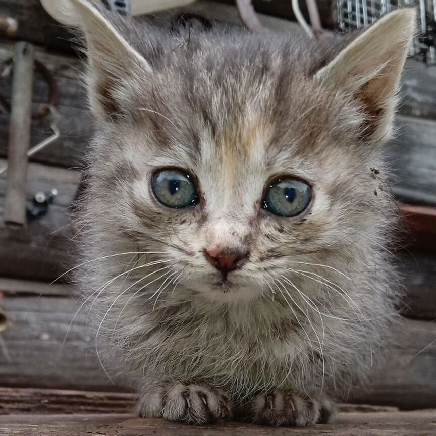 Кошка в дар бесплатно