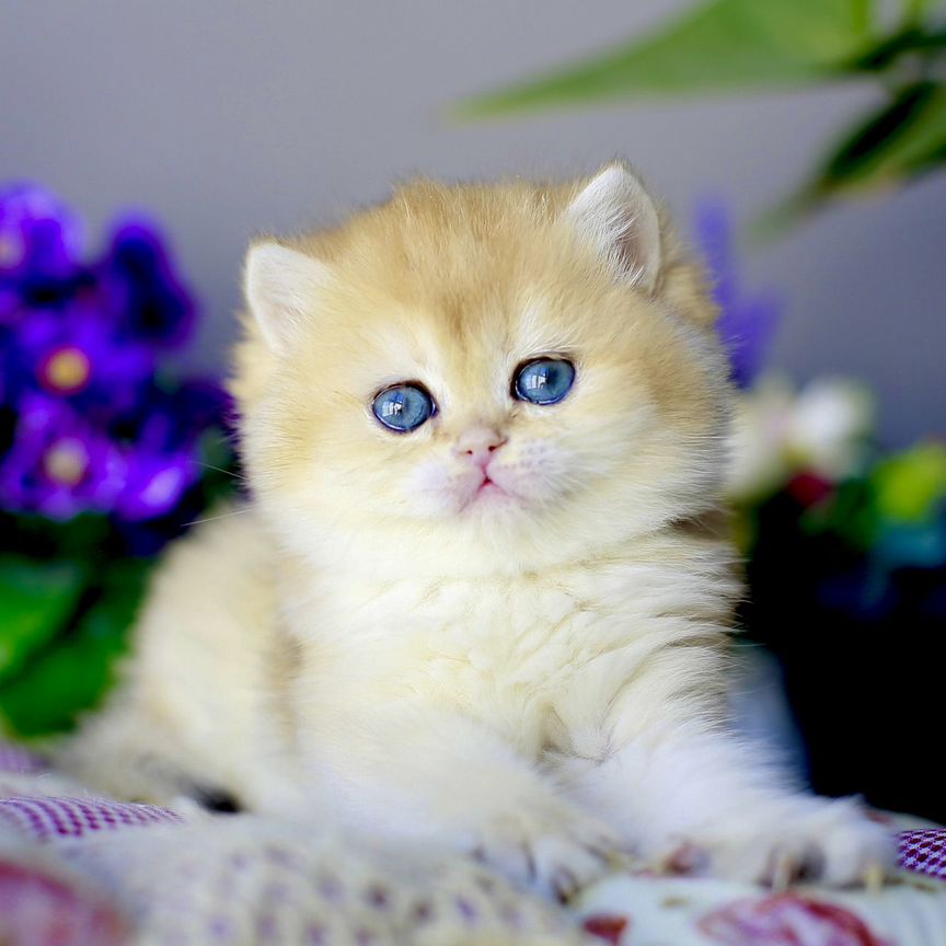 Британский короткошёрстный котёнок