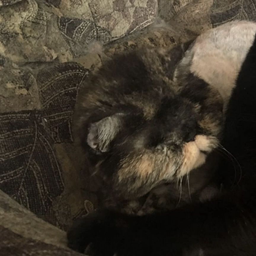 Отдам в добрые руки кошку