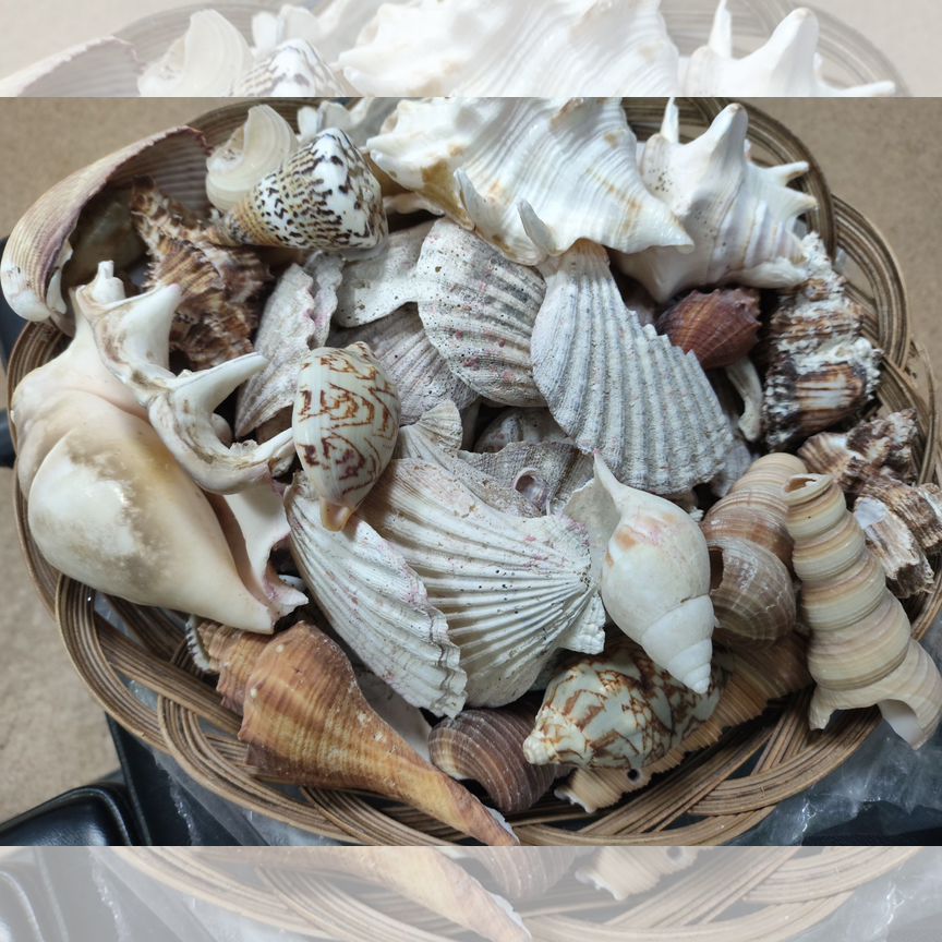 Морские ракушки раковины