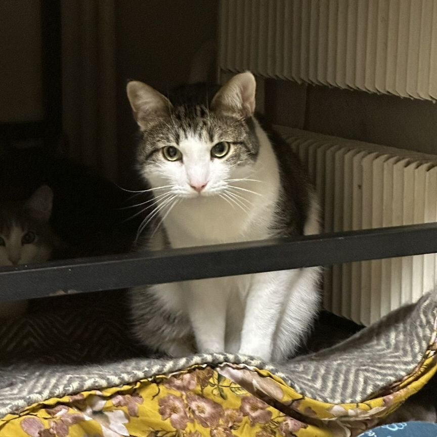 Скромный и большой котяра Сема ищет дом