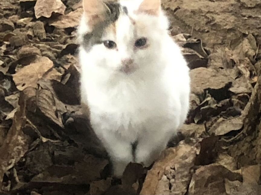 Котенок девочка - варежка)