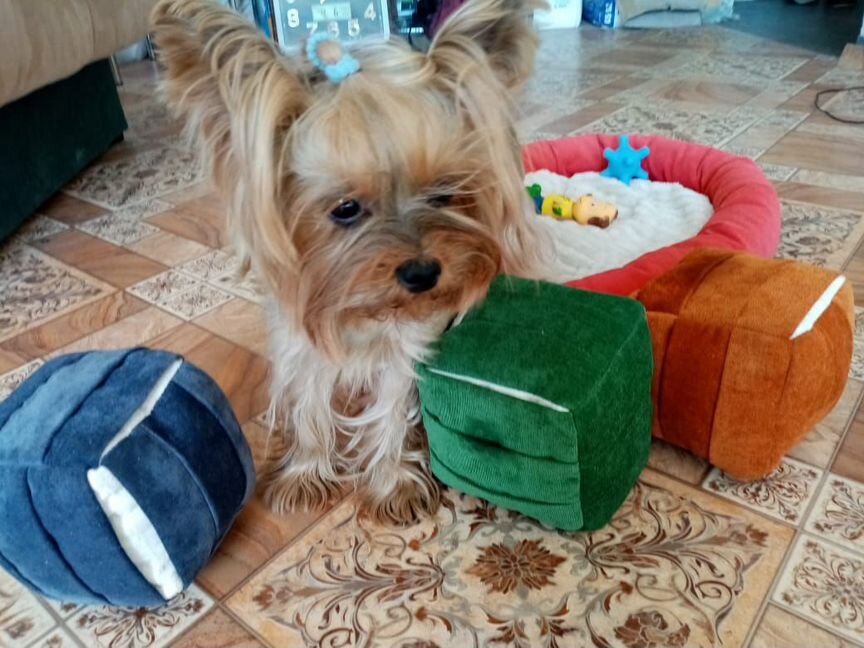 Нюхательный поисковый кубик-игрушка для собак