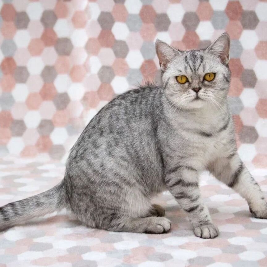 Молодая британочка Бетти в дар