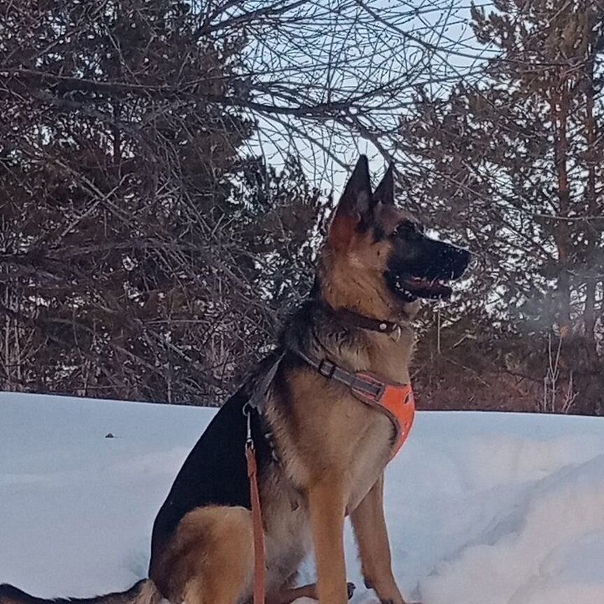 Немецкая овчарка