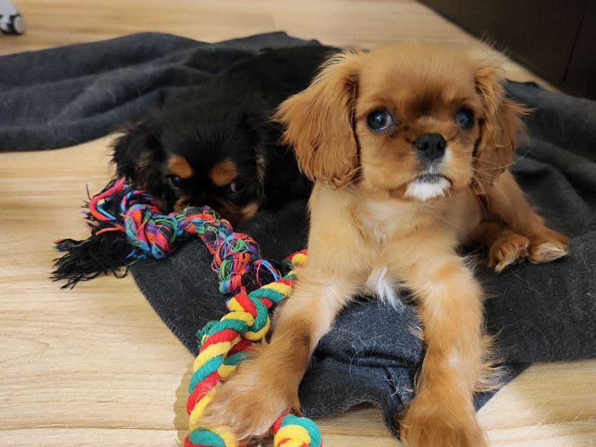 Кавалер кинг чарльз спаниель щенки