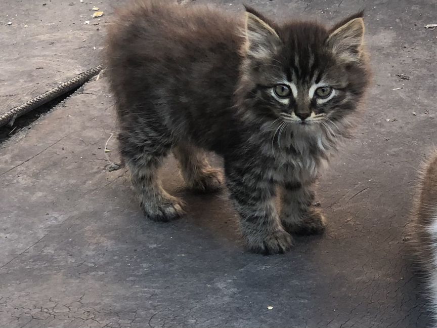 Кошечка, кошка, котенок, девочка