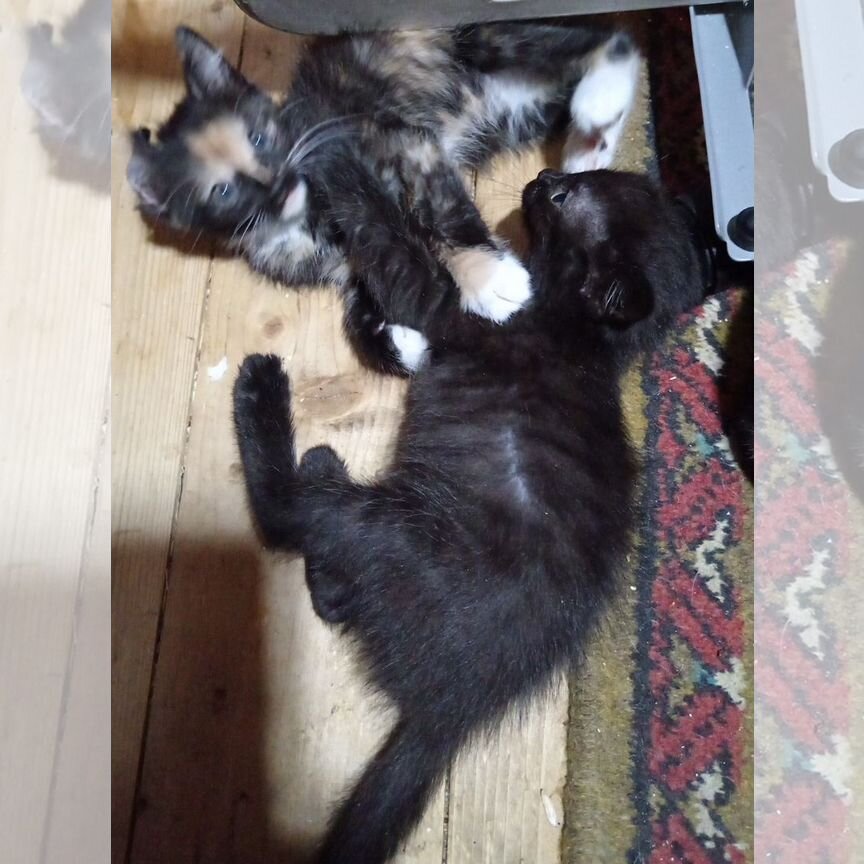 Кисюльки
