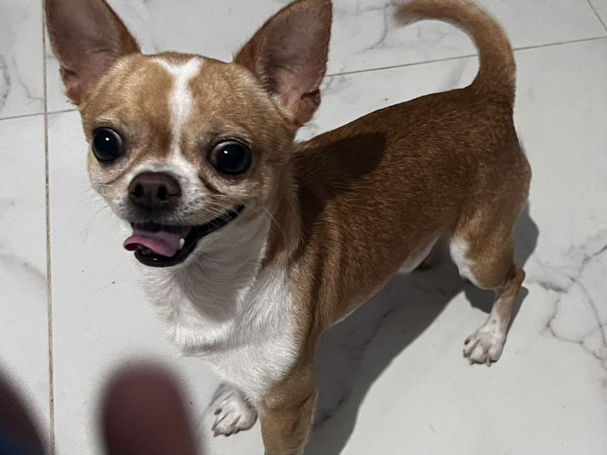 Чихуахуа отдам