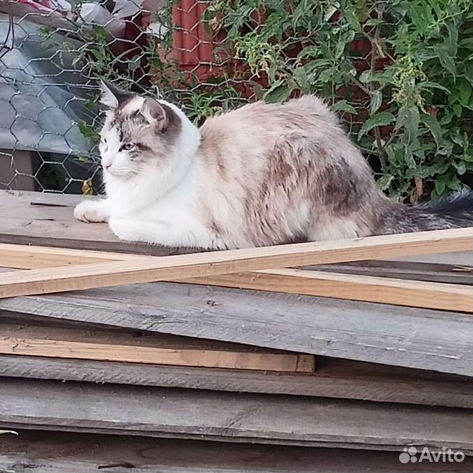 Кот порода регдолл