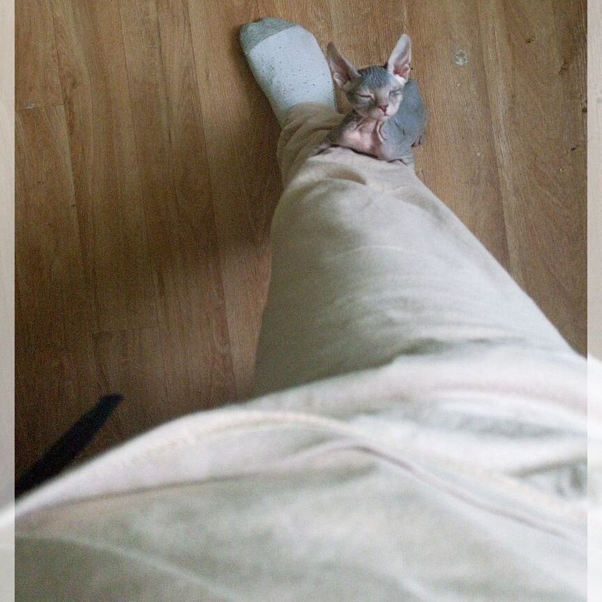 Донской сфинкс котята