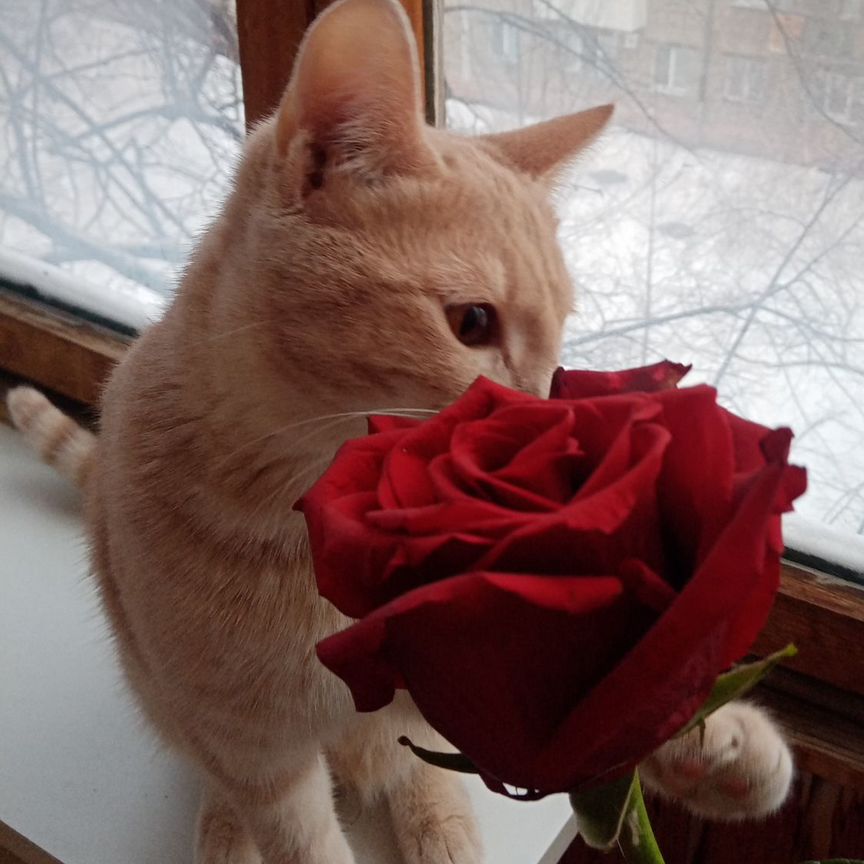 Ищем семь для котенка
