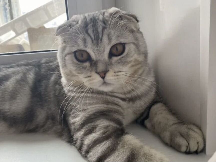 Котик британский-вислоухий