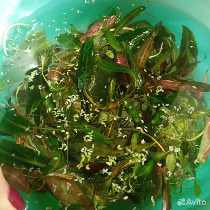 Аквариумные растения прополка криптокарина, ряска