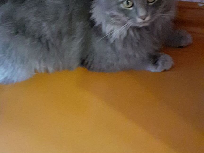 Найден кот, в СНТ Оптимист, домашний