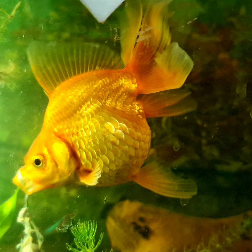 Золотая рыбка вуалехвост