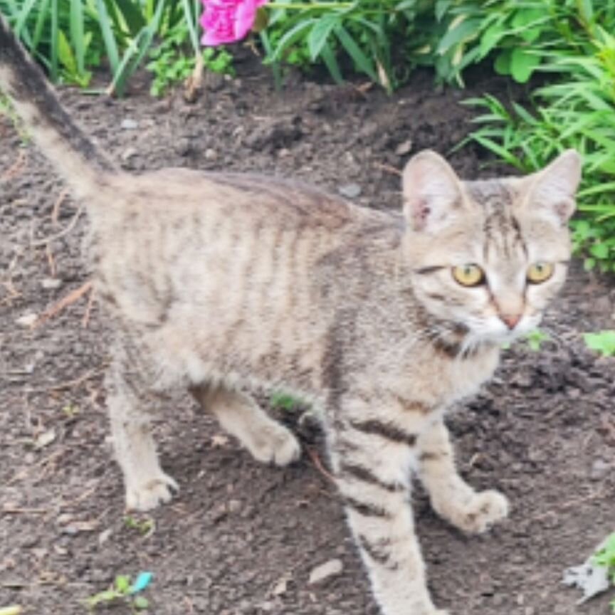 Котёнок в добрые руки