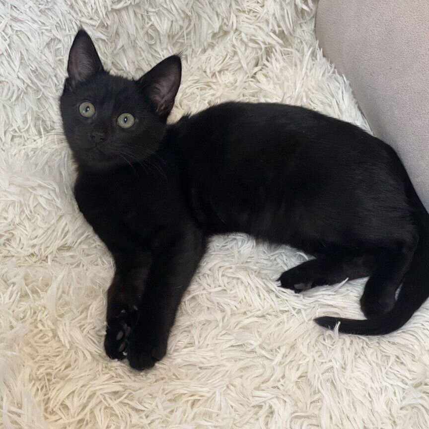 Черный игривый котенок ищет дом