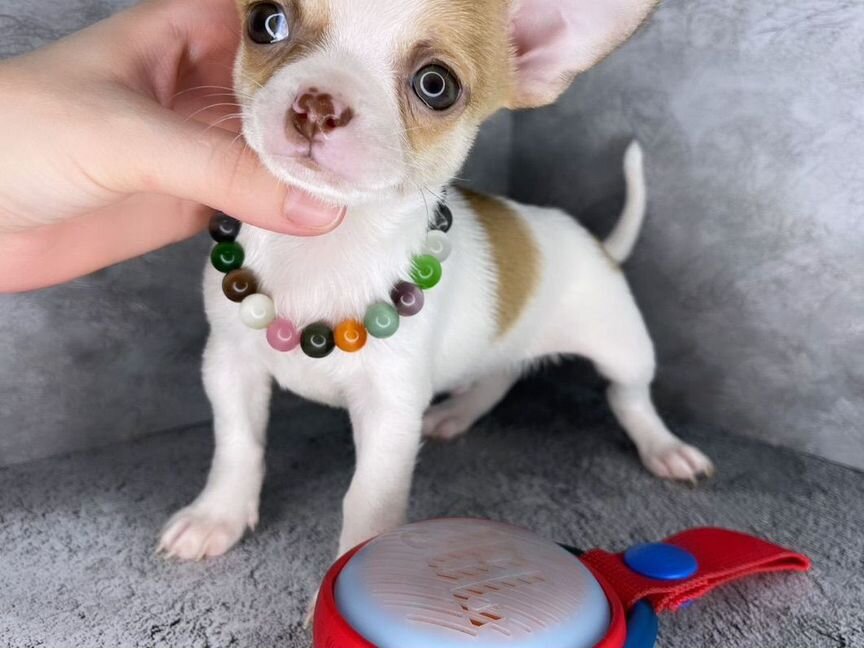 Супер Мини Мальчишка