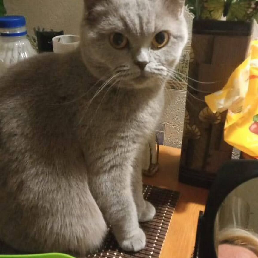 Шотландские
