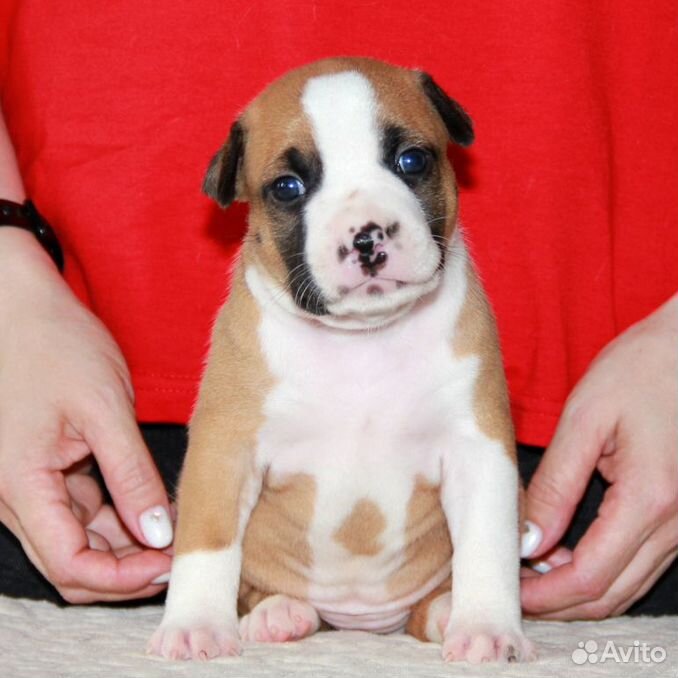Щенок американского стаффорда, девочка Е №1