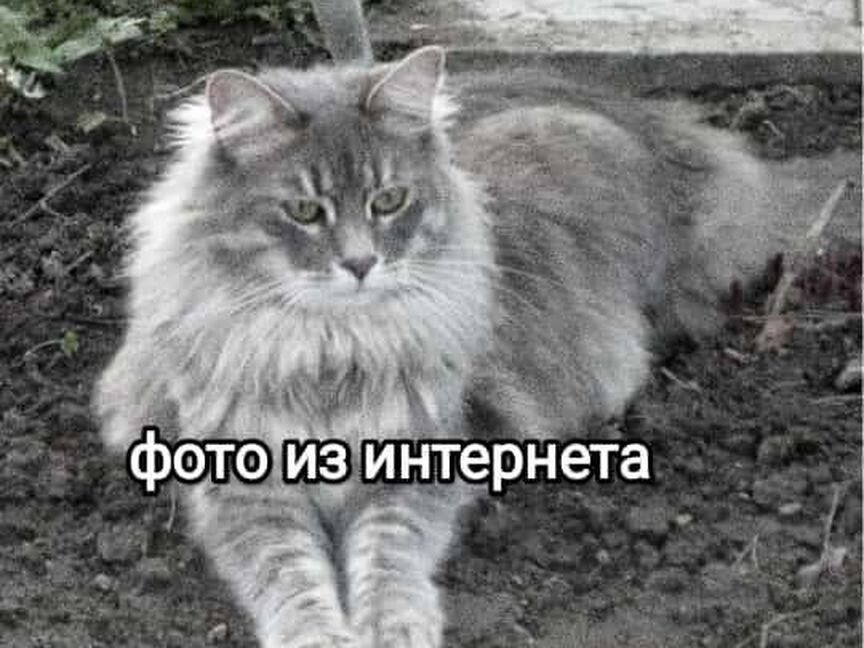 Кошечка лежит на земле и не встает