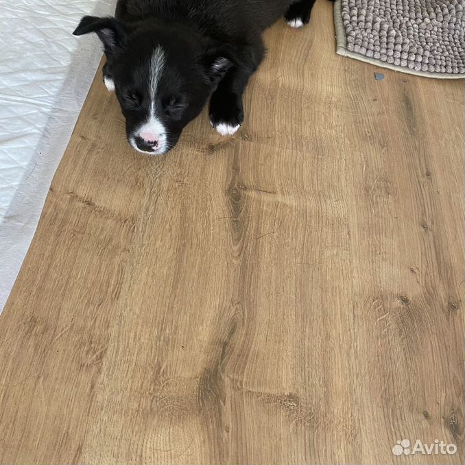 Помесь щпица и чихуаху