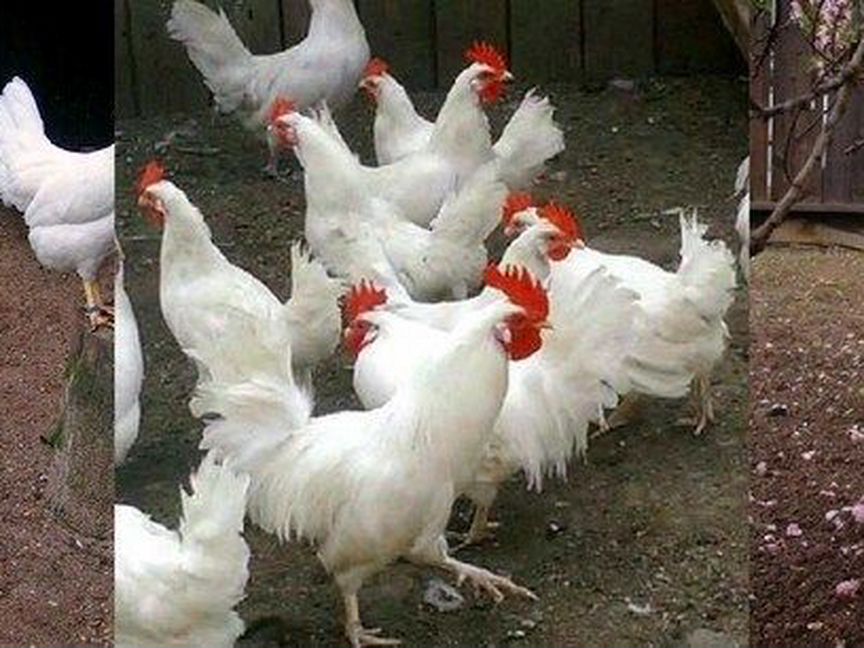 Фермерские курочки