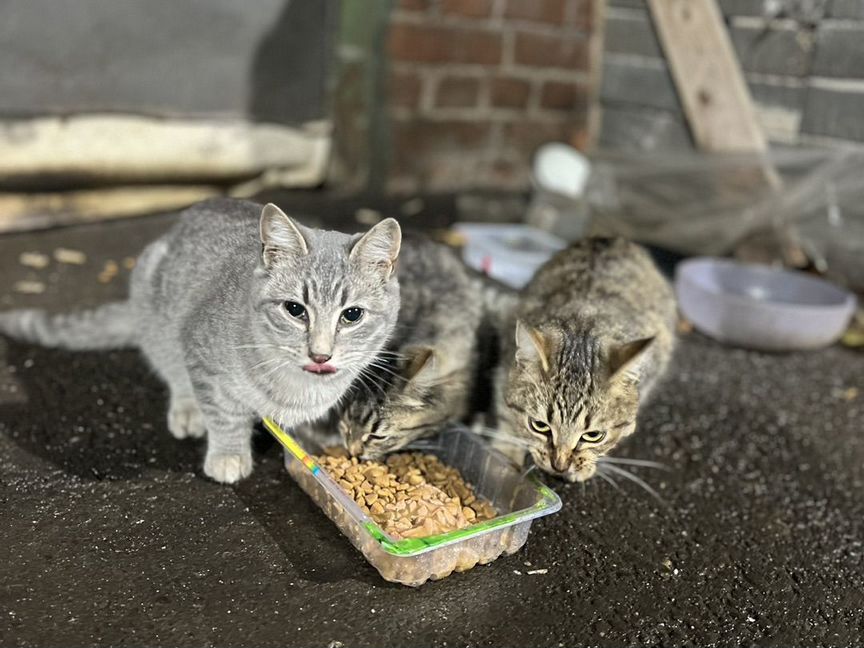 Котята невероятной красоты