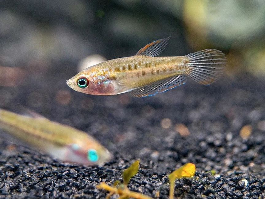 Гурами карликовый