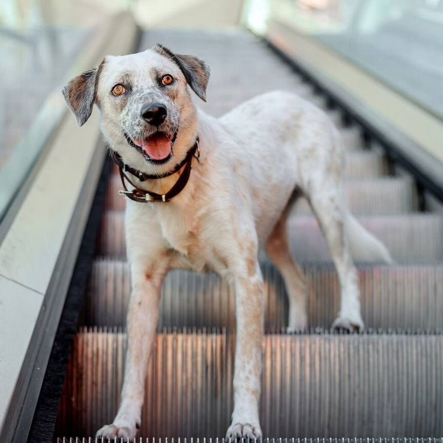 Ассоль нежная семейная собака в добрые руки в дар