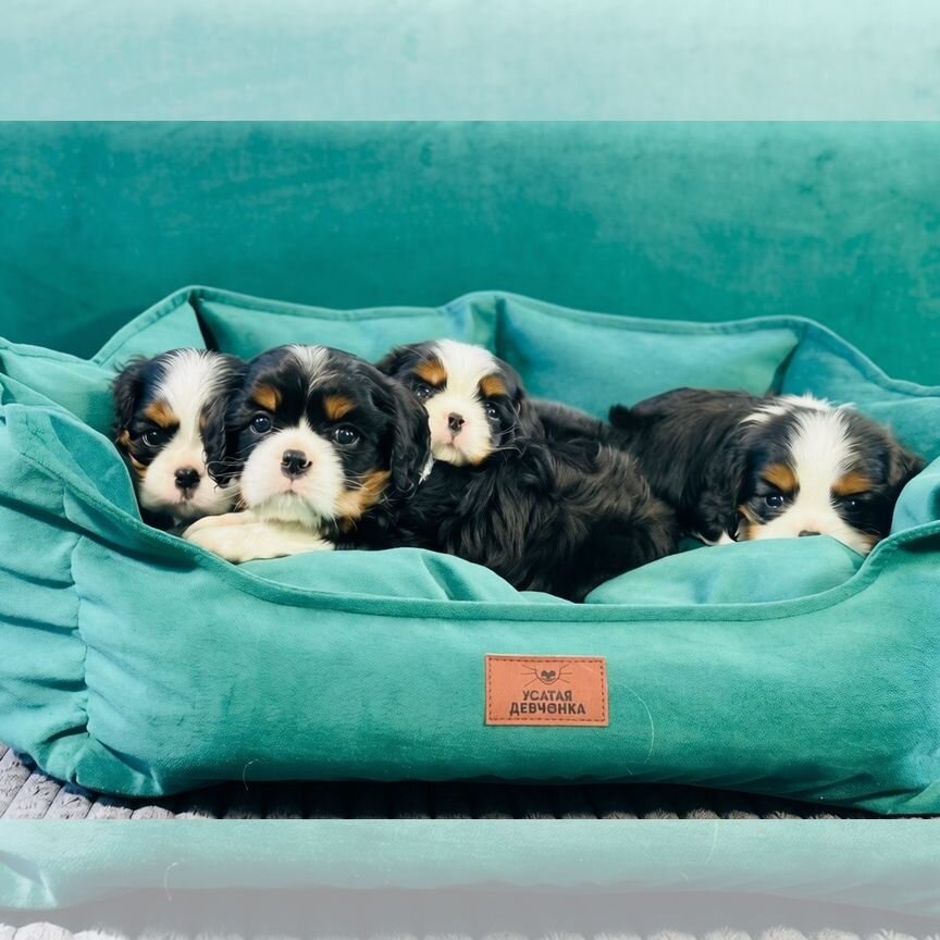 Кавалер кинг-чарльз-спаниель, щенок