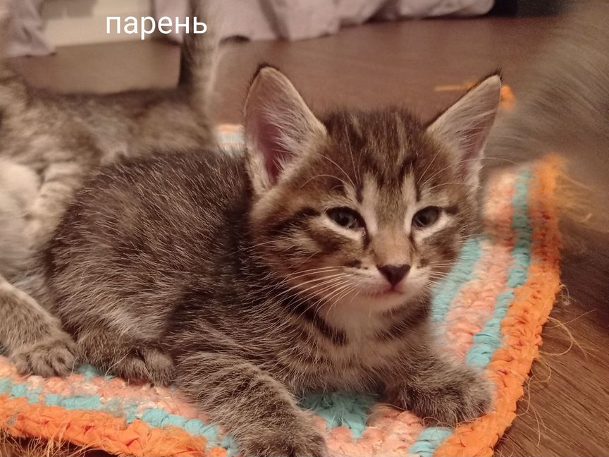 Котята в добрые руки бесплатно
