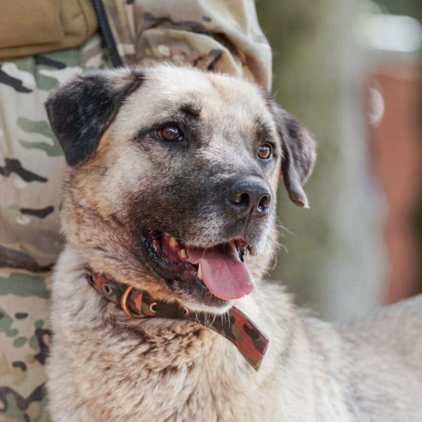 Кангал, взрослый пёс