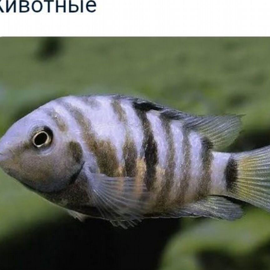 Продам чернополосую цихлиду