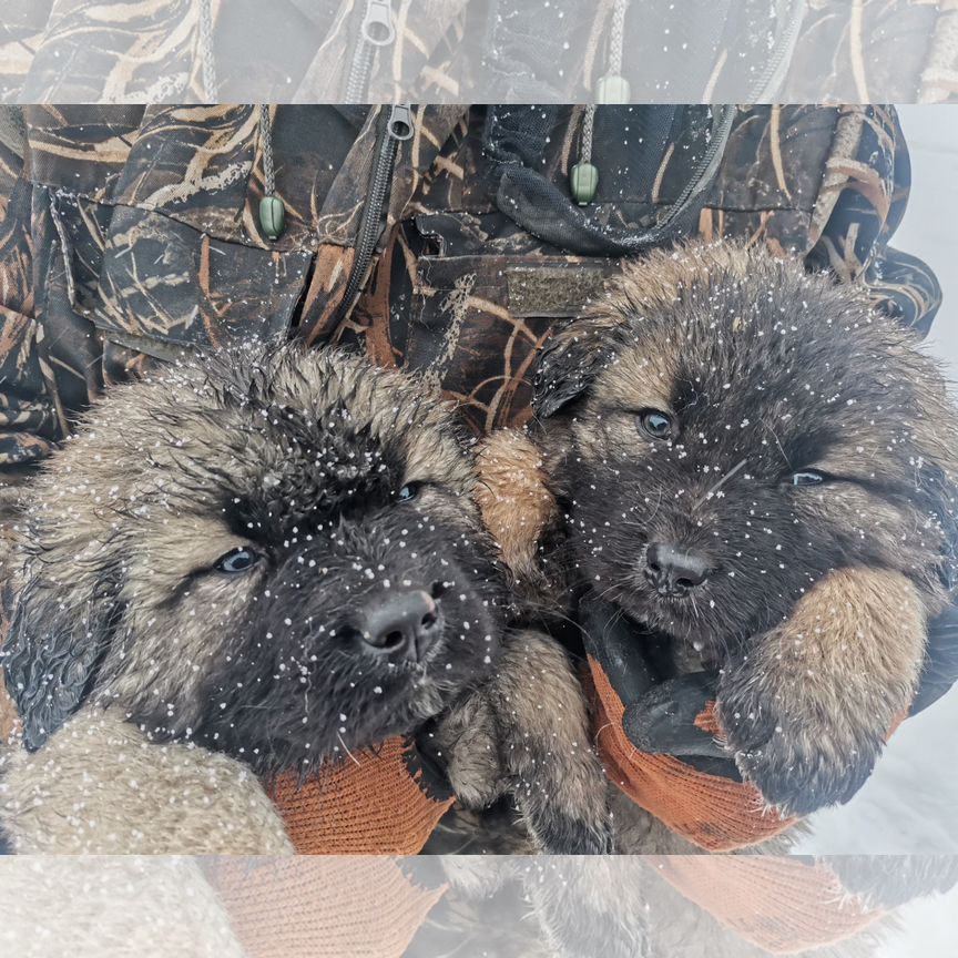 Кавказская овчарка, щенок