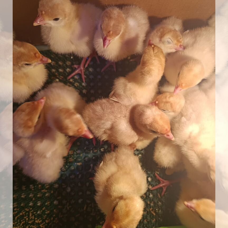 Индюшата хайбрид конвертер